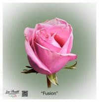 Ecuador Rosen in Premium-Qualität – Langlebig & exklusiv