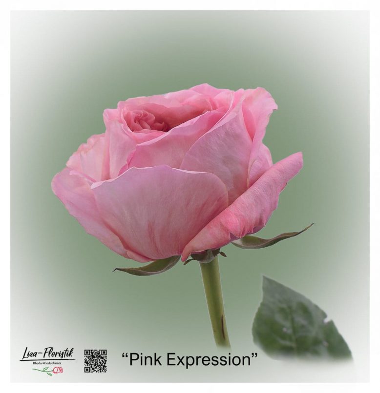 Ecuador Rose Pink Expression (10 Stück) - Liza-Floristik