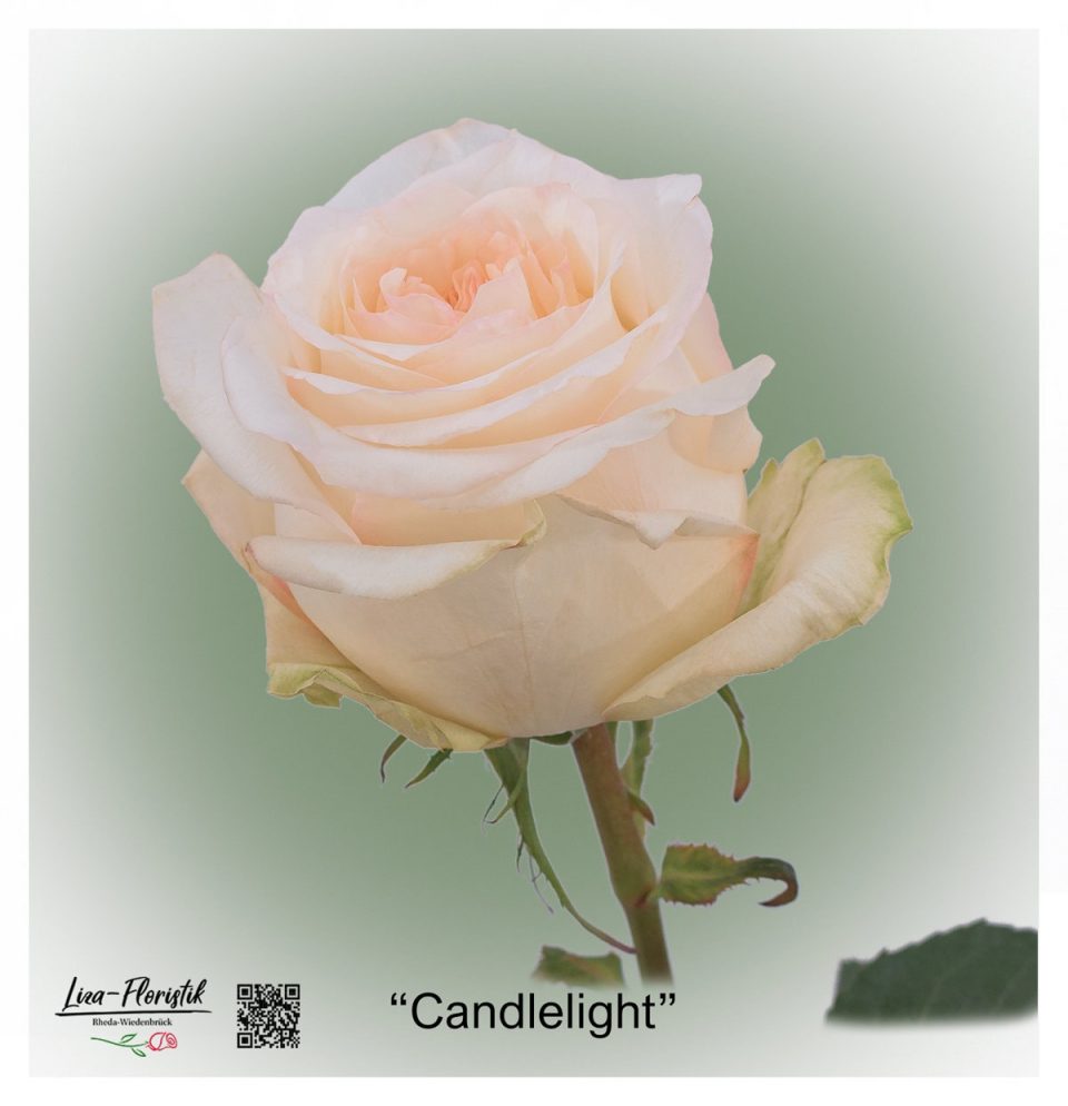 Ecuador Rose Candlelight (10 Stück) - Liza-Floristik