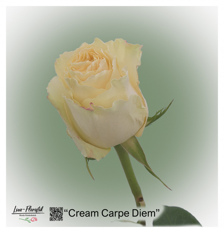 Ecuador Rose Cream Carpe Diem