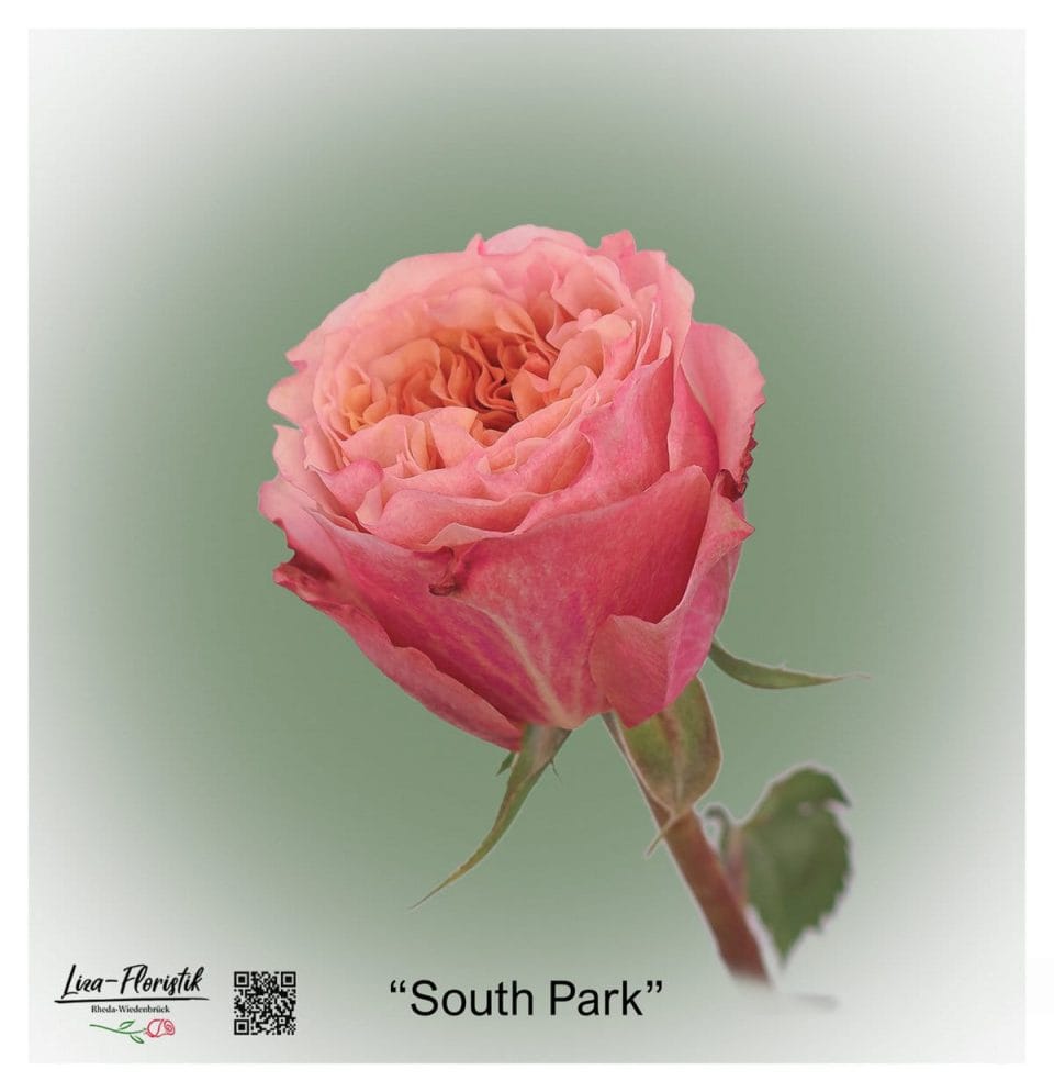 Ecuador Rose South Park (10 Stück) - Liza-Floristik