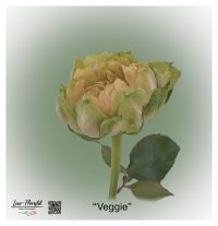 Tolle Ecuador Rosen von Liza-Floristik