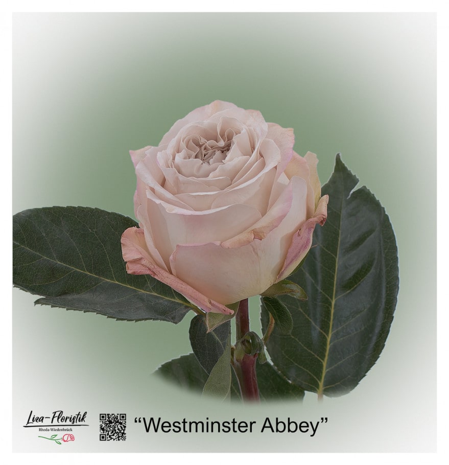 Ecuador Rose Westminster Abbey (10 Stück) - Liza-Floristik