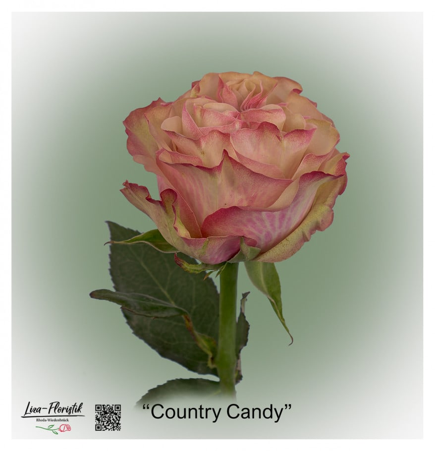 Ecuador Rose Country Candy (10 Stück) - Liza-Floristik