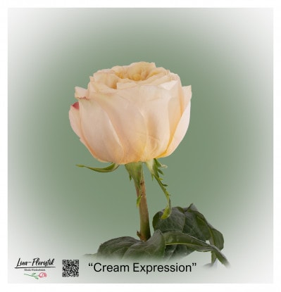 Ecuador Rose Cream Expression (10 Stück) - Liza-Floristik