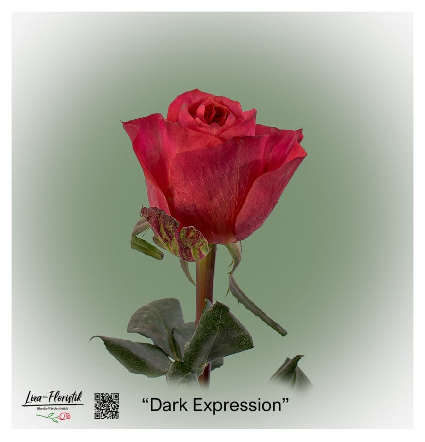 Ecuador Rose Dark Expression (10 Stück) - Liza-Floristik